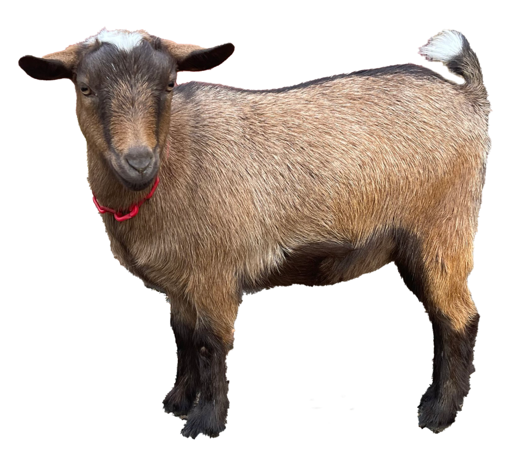 Home - Goats Rock Farm